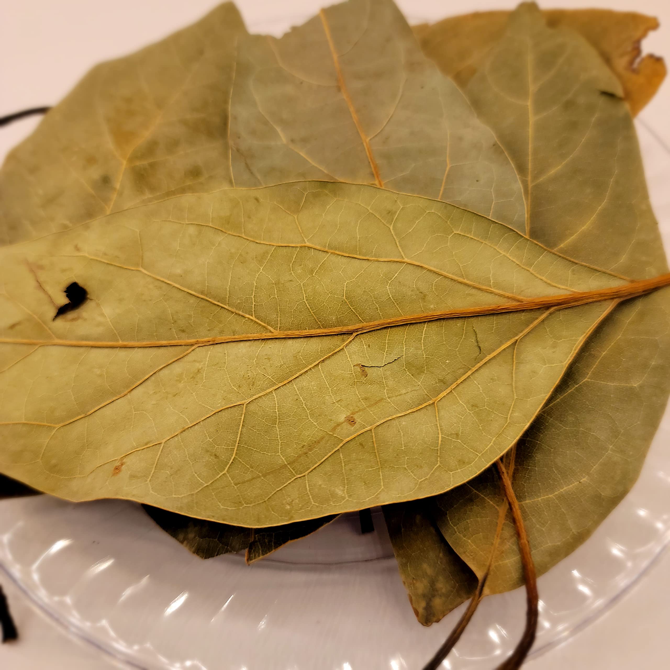 Avocado Leaves – Herp Hut