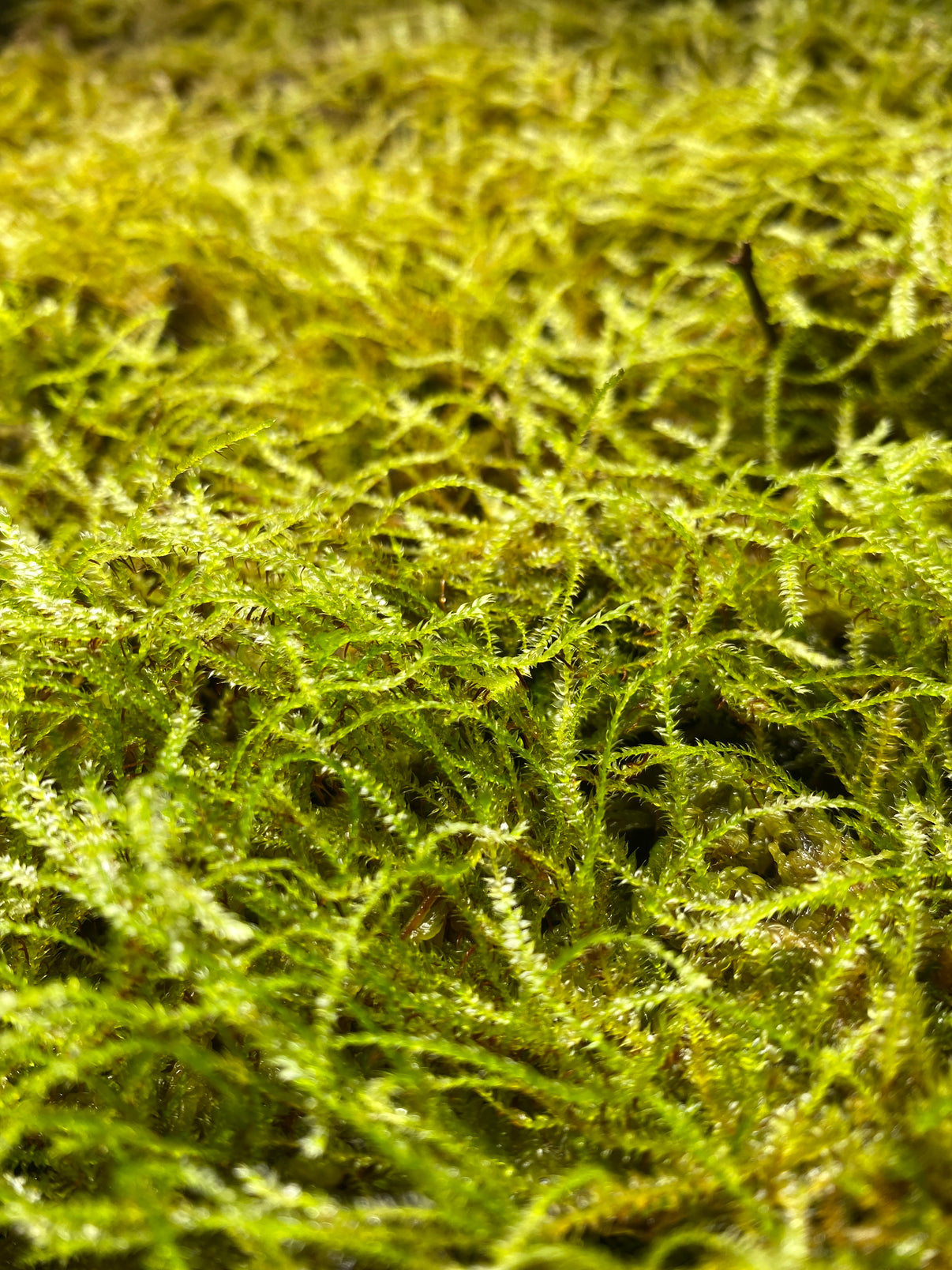 Tropical Carpet Moss-aprox 4x4” mat – Herp Hut